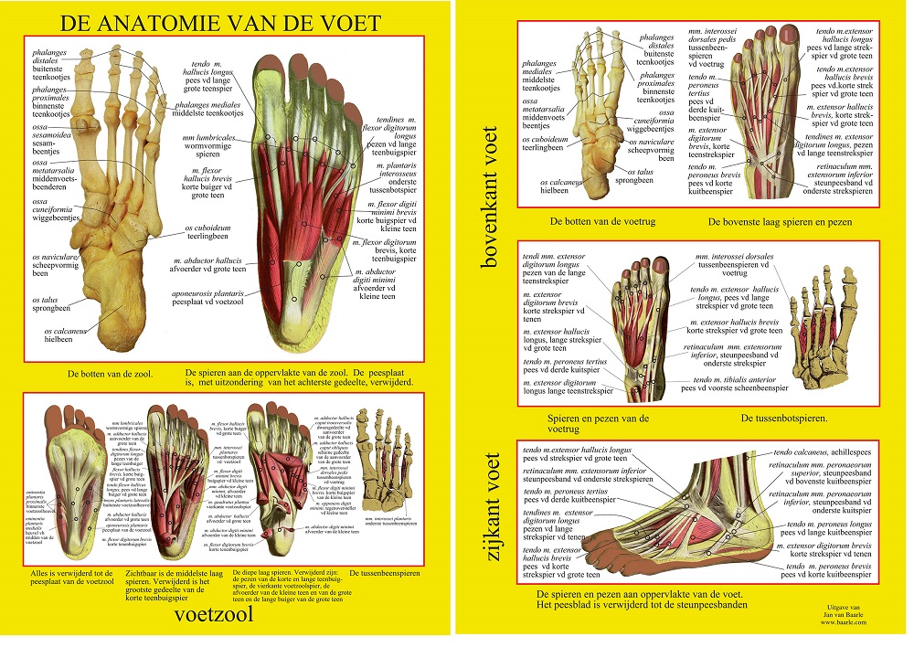 Poster Anatomie van de voet A4 - MSK Podiamed
