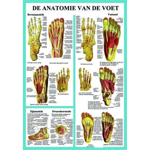 Poster Anatomie van de voet A2 geplast. - MSK Podiamed